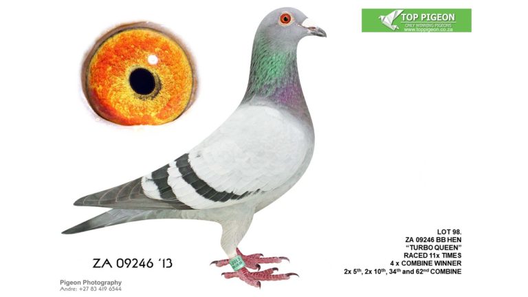 LOT 98: ZA 13-09246 BB HEN “TURBO QUEEN”
