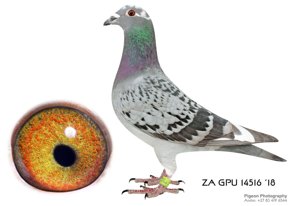 LOT 62 TOP PIGEON MID MAY – 54 X USED UNIKON ELECTRONIC RINGS