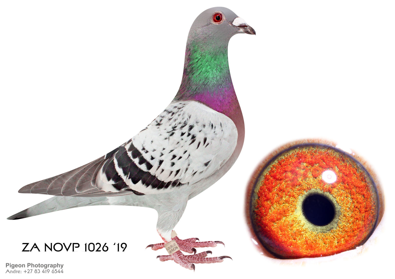 LOT 38 – TOP PIGEON MAGIC AUCTION – 1026 NOVP 19 HEN – Beautiful Hen ...