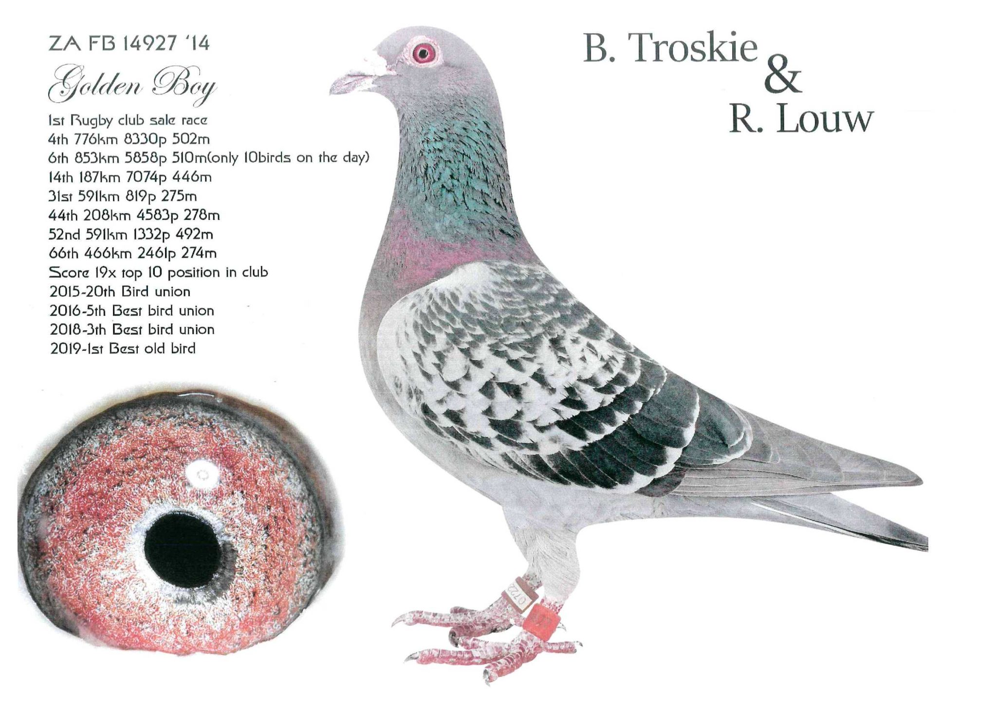 .LOT 8 Boet Troskie and Ruan Louw 1667 BDUD 19 Not Sexed