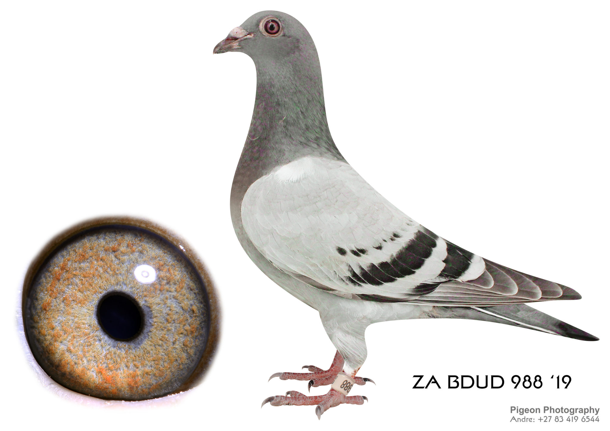 LOT 10 Boet Troskie and Ruan Louw ZA BDUD 959 19 Not Sexed