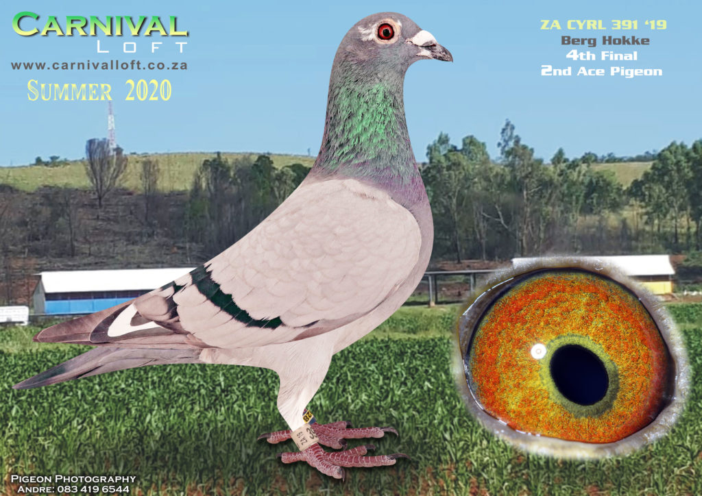LOT 12 CARNIVAL LOFT – CYRL 19 391 Color: BBWF TICK Sex: H – Berg Hokke – 2nd Ace pigeon ...