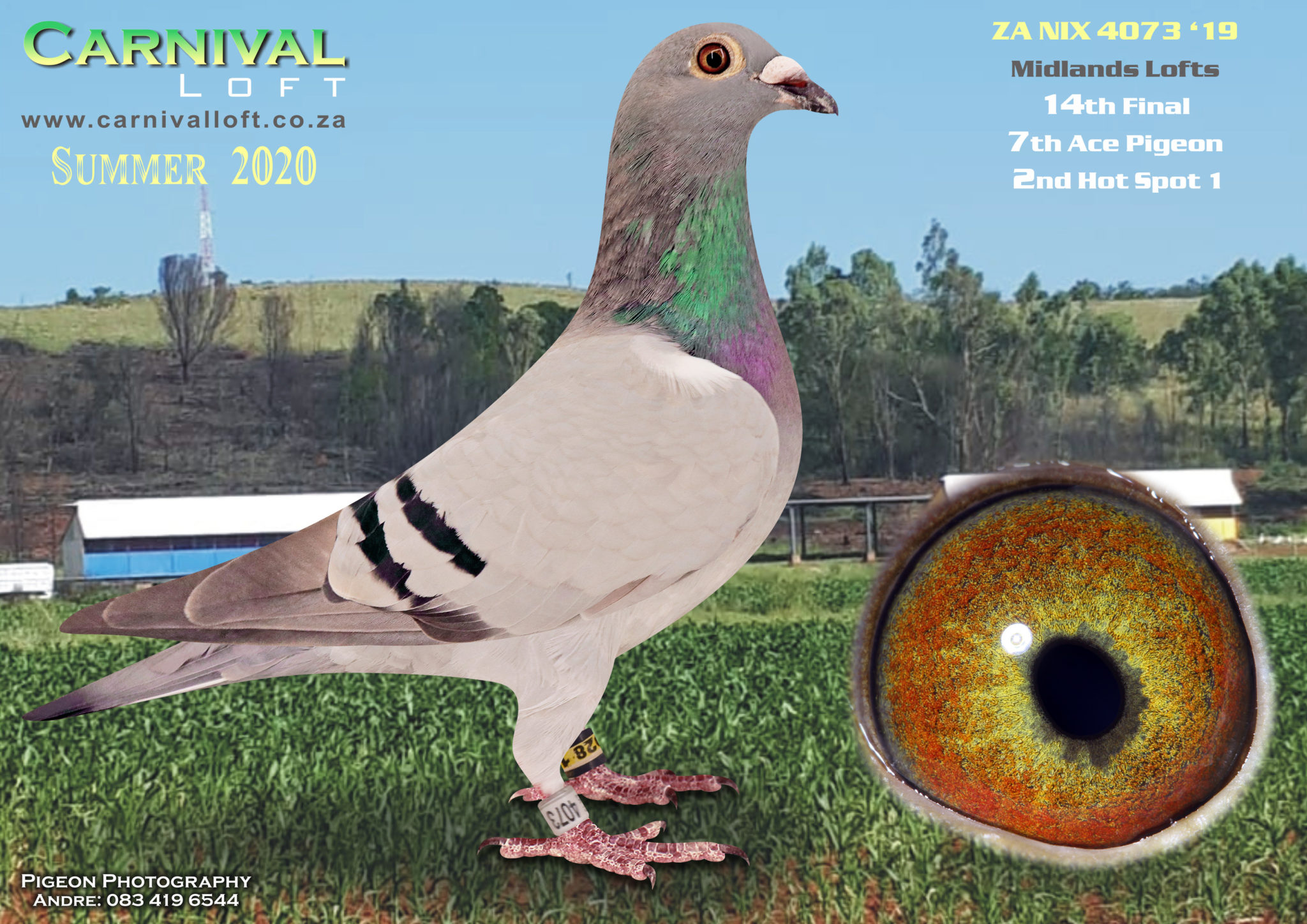 .LOT 2 – CARNIVAL LOFT – NIX 19 4073 Color: BBWF Sex: H 7th Ace pigeon ...