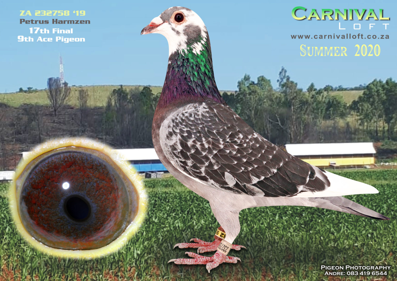 LOT 17 CARNIVAL LOFT -ZA 232758 19 – SIRE: 232758, Pa: Slimme / Jansen ...