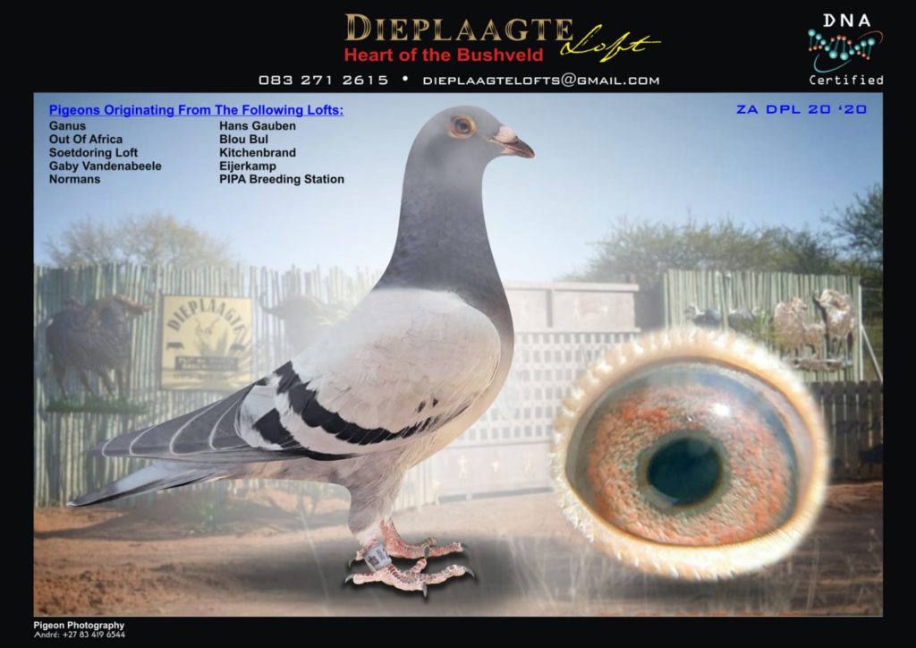 Lot 1 Dieplaagte Team – Flip and Chris Badenhorst – DPL LOFTS 20 2020 – Both parents are One Day ...