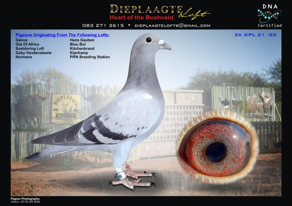 Lot 1 Dieplaagte Team – Flip and Chris Badenhorst – DPL LOFTS 20 2020 – Both parents are One Day ...