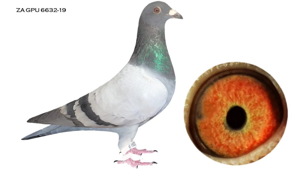 LOT 1 BOOYSE BROERS ZA 2019 GPU 6632 – “JOHNNY BOY” – INBRED TO THE ...