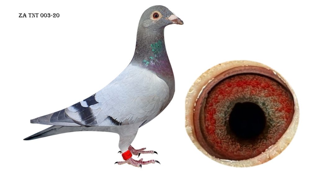 LOT 1 TNT LOFTS ZA TNT 003 20 Hen – A super pigeon in the hand bred to ...