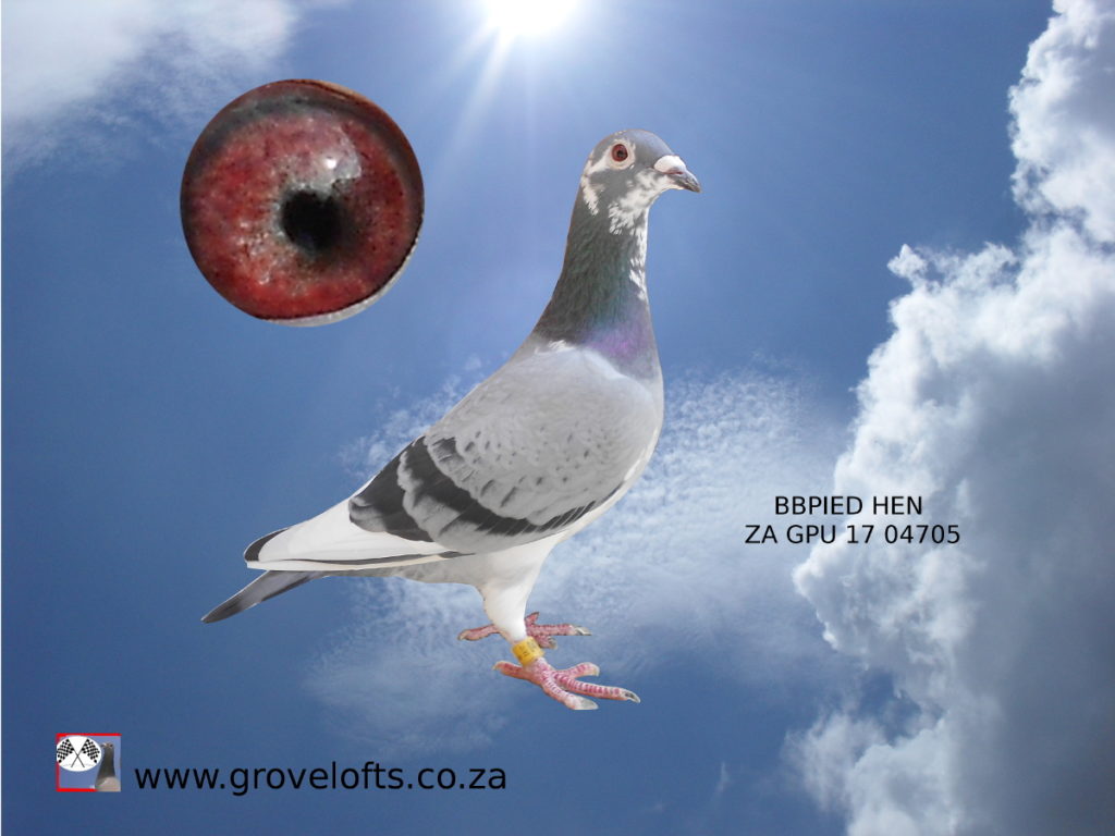 LOT 38 GROVE LOFTS 4705 17 Hen – What a banker. Always there to make ...