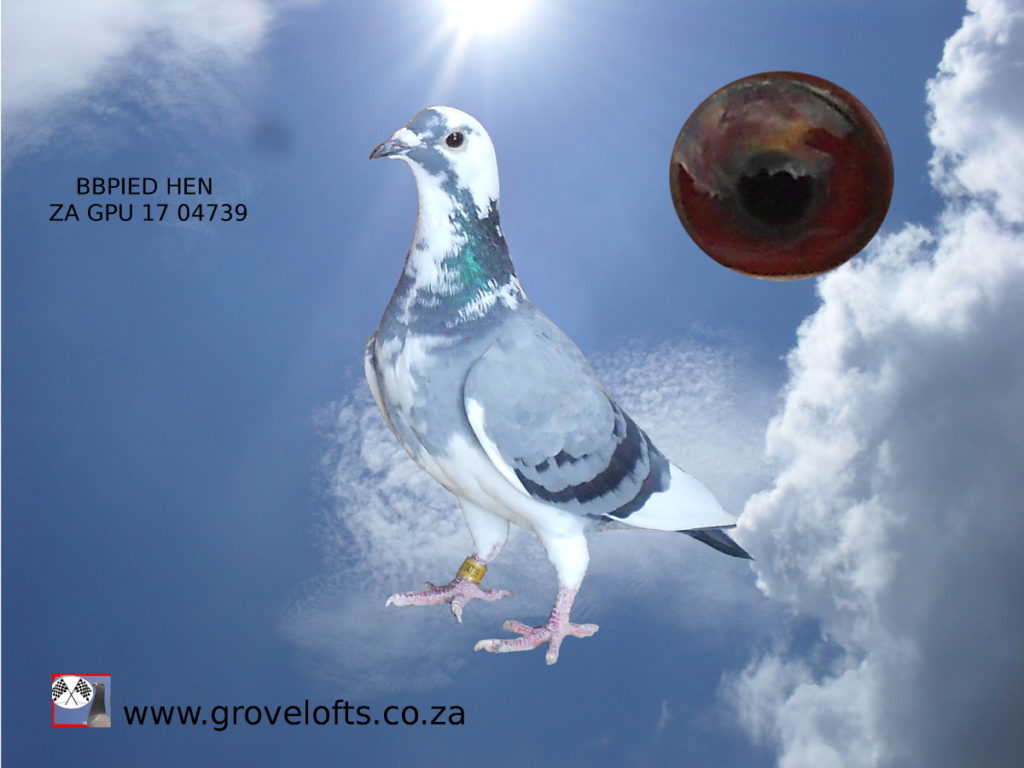 LOT 40 GROVE LOFTS 4739 17 Hen – Inbred SUMO. What a hen! She is going ...