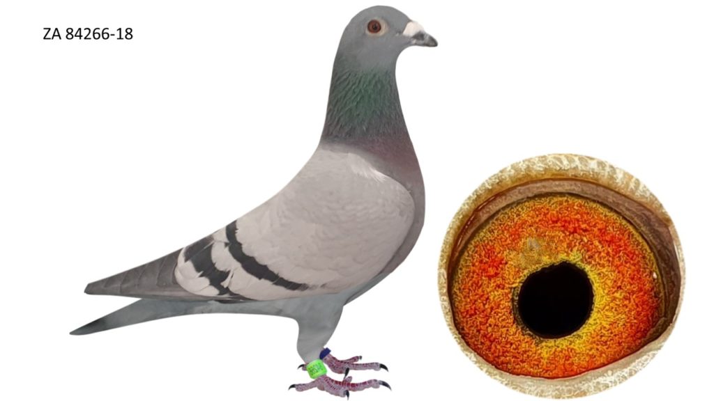 LOT 15 ANTON JONCK 84266 18 BB Hen – Inbred Golden thread hen !! Half ...