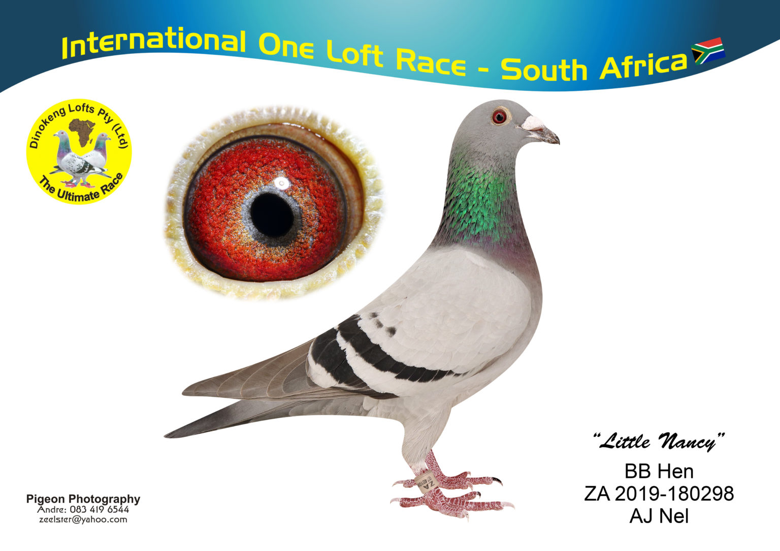 .LOT 1 – Dinokeng Lofts – ZA 2019 180298 LITTLE NANCY HEN – STRAIN: VANDENABEELE SIRE: Alias ...