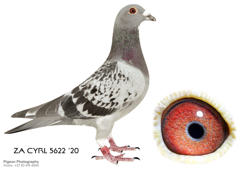 LOT 23 – REYNDERS & UMBERTI –ZA 20 CYRL 5622 – This Super Pair bred in ...