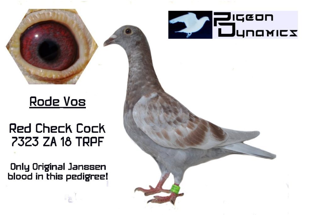 LOT 5 STRATUS LOFTS “Rode Vos” 7323 ZA 18 TRPF – Perfection from the ...