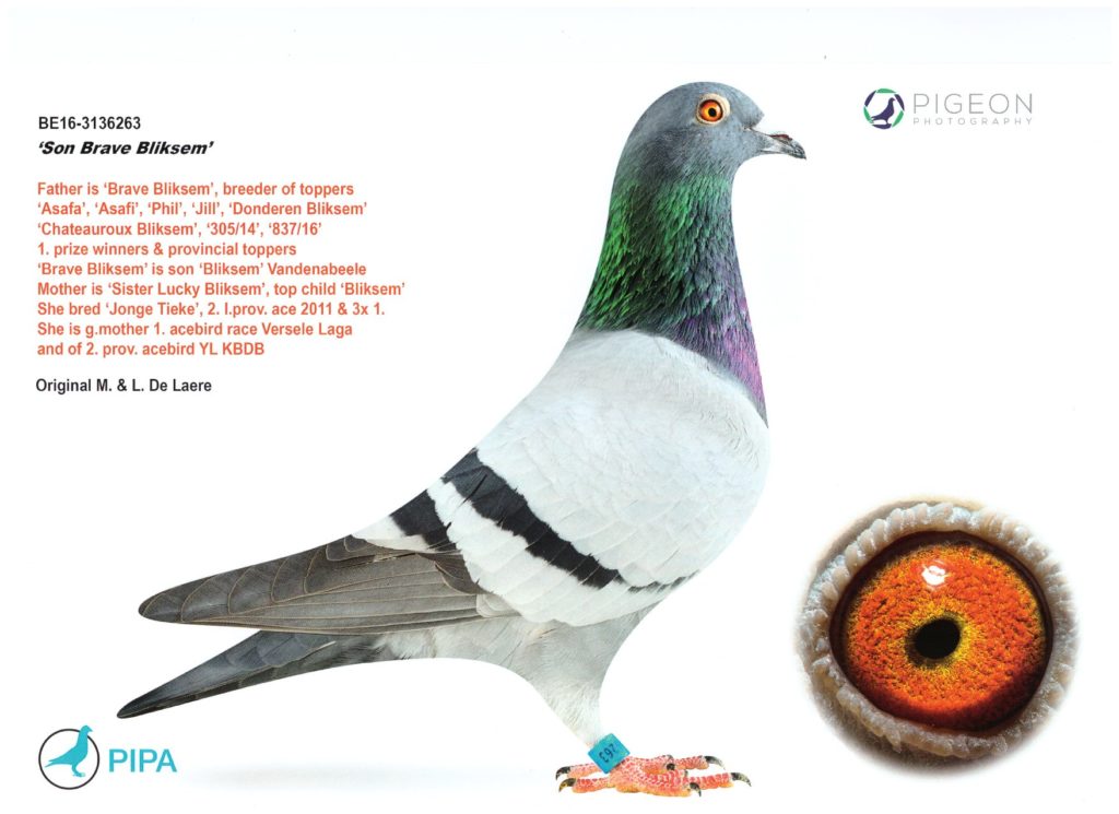 .LOT 1 Billy Kitchenbrand – BE16-3136263 – The best of BLIKSEM ...