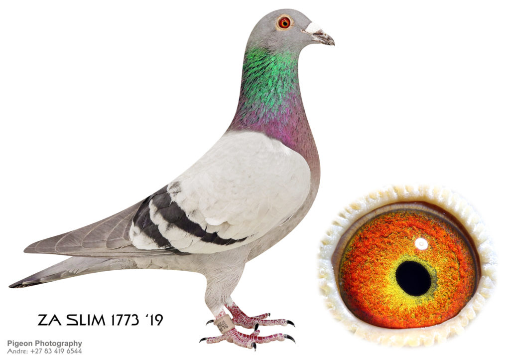 .LOT 1 – TOP PIGEON – RENIER (KIEWIET) BREITENBACH ZA 1773 SLIM 2019 ...
