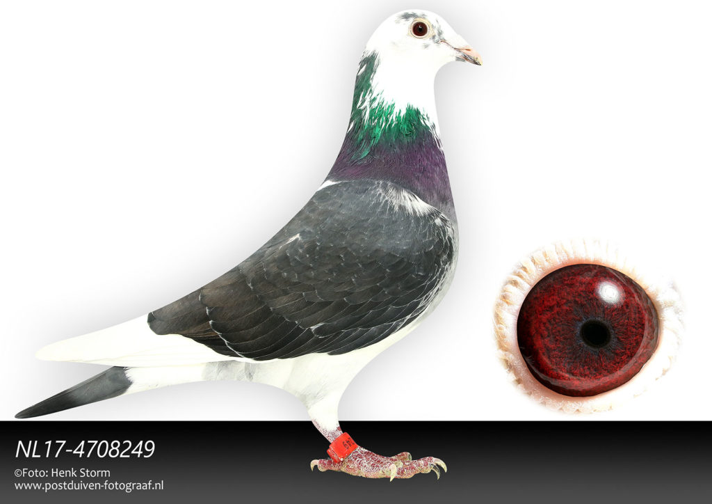 LOT 11 Billy Kitchenbrand – NL17-4708249 – Once again pedigree won’t ...