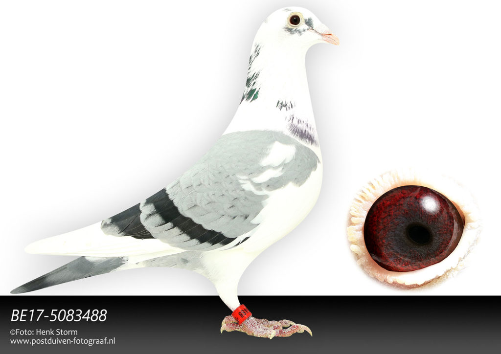 LOT 12 Billy Kitchenbrand – BEL17-5083488 – Super handler top pigeon ...