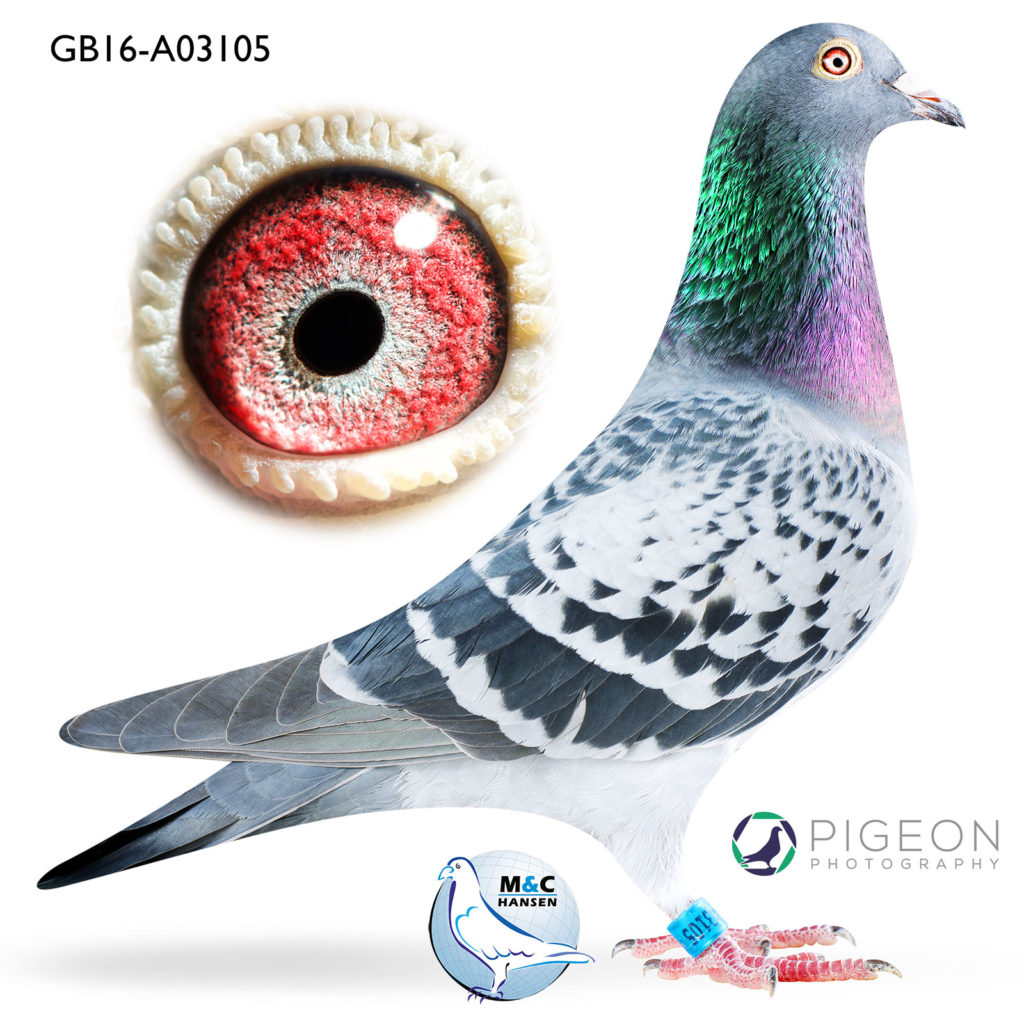 LOT 14 Billy Kitchenbrand – GB16-A03105 – Father Sire/Grandsire 8 Top ...