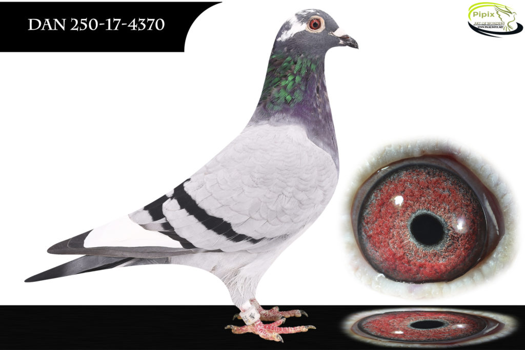 .LOT 5 TOP PIGEON GOLD – DAN 250 17 4370 – SIRE: 1347607 NLD 15. Alias ...