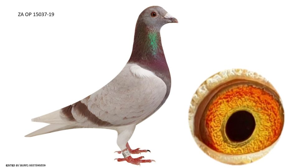 LOT 16 – Best Old Bloodlines – 15037 19 HEN – SIRE: “Red danger Janssen” Bruggeman Janssen cock ...