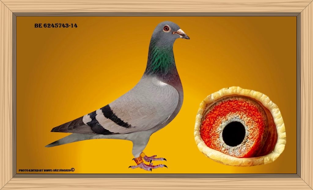 CLOSED A2 ACTIVE AUCTION — BILLY KITCHENBRAND – 15 OCTOBER 2020 to 23 ...