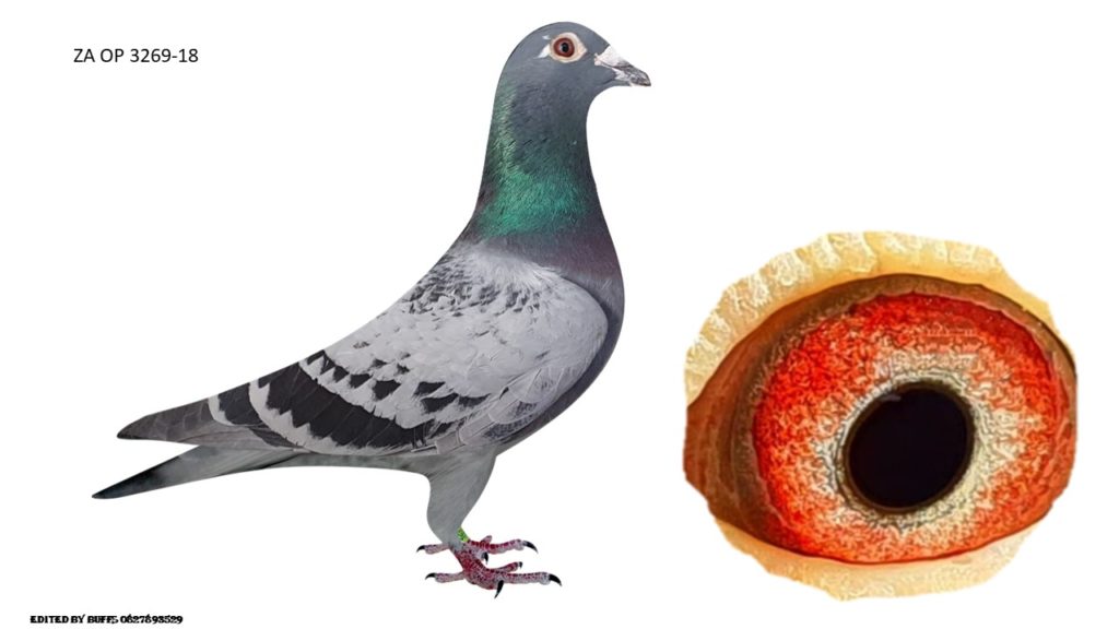 LOT 41 – Best Old Bloodlines – ZA OP 3269 18 HEN – “Inbred VRK hen ...