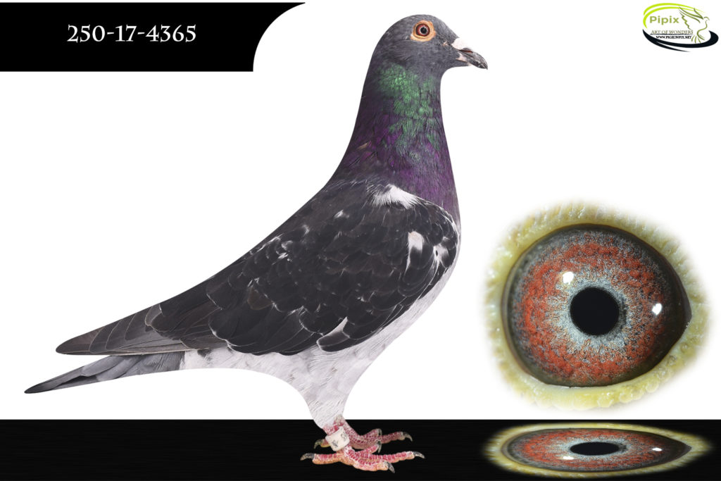 .LOT 8 Billy Kitchenbrand – 250 17 4365 – Not bred yet that was raced ...