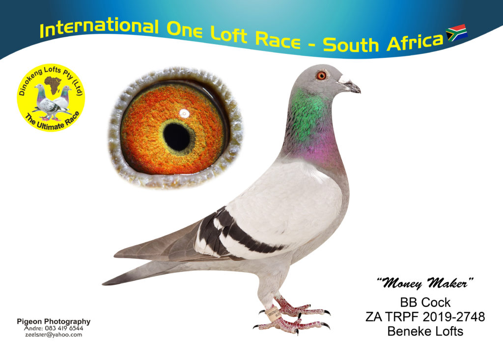 .LOT 1 – Dinokeng Lofts – ZA 2019 180298 LITTLE NANCY HEN – STRAIN: VANDENABEELE SIRE: Alias ...