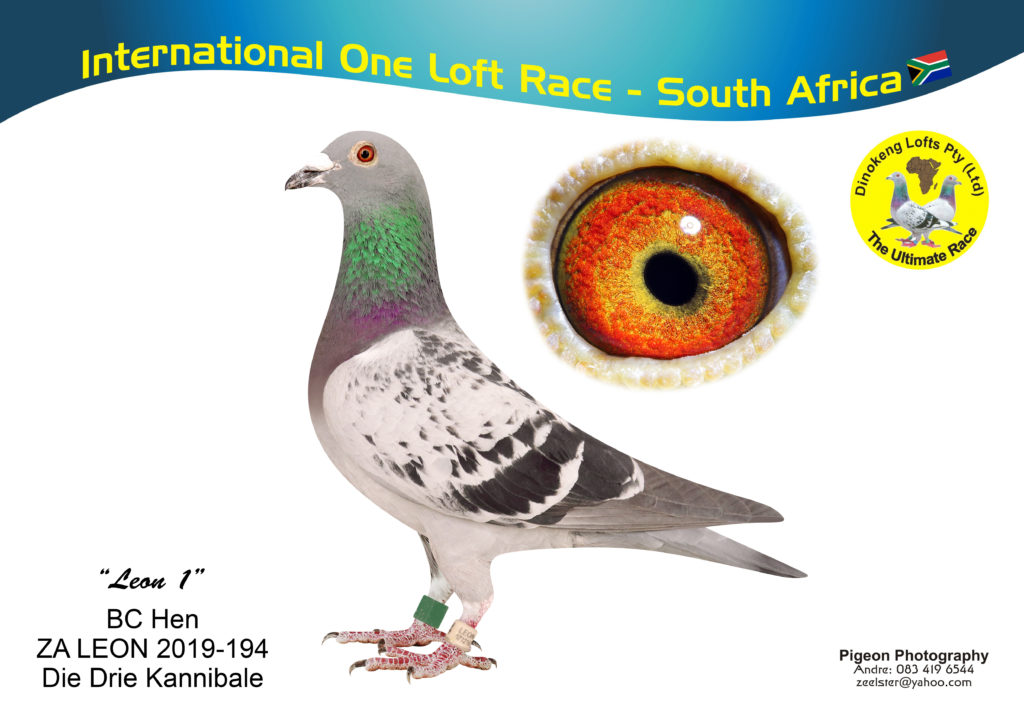 CLOSED ACTIVE AUCTION – DINOKENG LOFTS – THE ULTIMATE RACE — 3 NOVEMBER to 9 NOVEMBER
