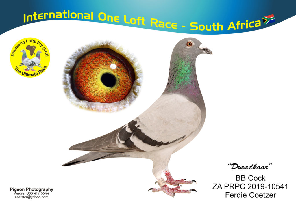 CLOSED ACTIVE AUCTION – DINOKENG LOFTS – THE ULTIMATE RACE — 3 NOVEMBER to 9 NOVEMBER