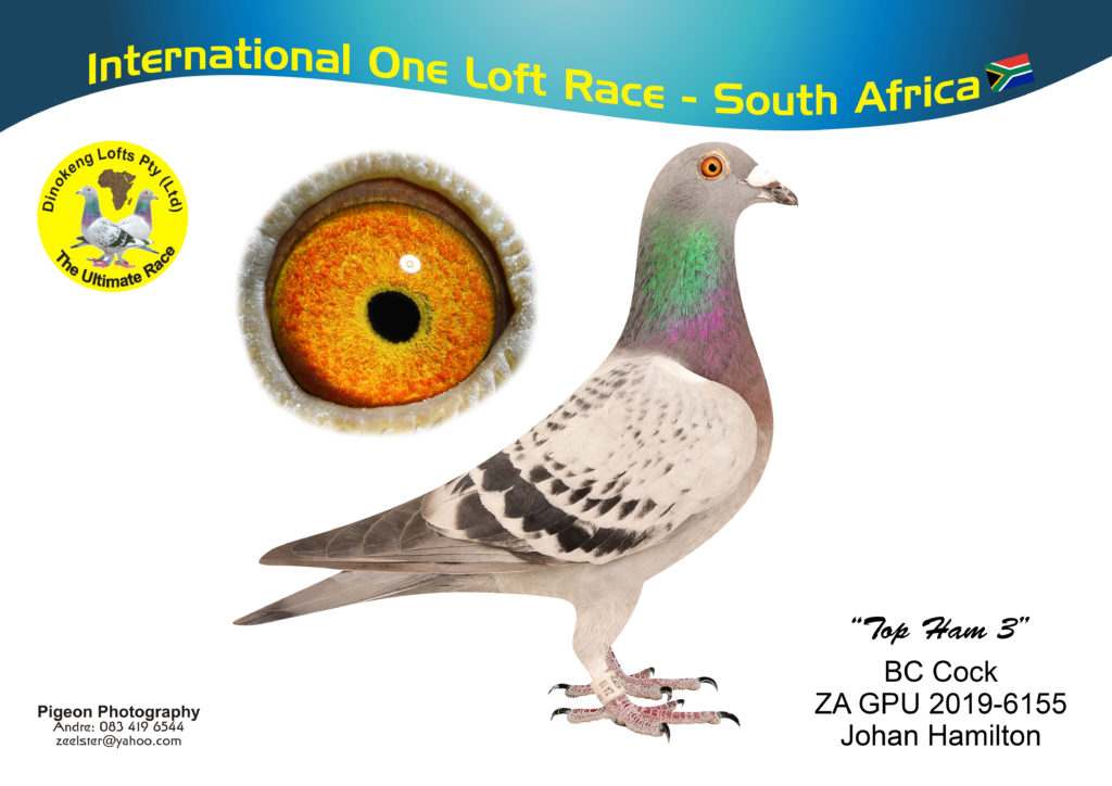 .LOT 1 – Dinokeng Lofts – ZA 2019 180298 LITTLE NANCY HEN – STRAIN: VANDENABEELE SIRE: Alias ...