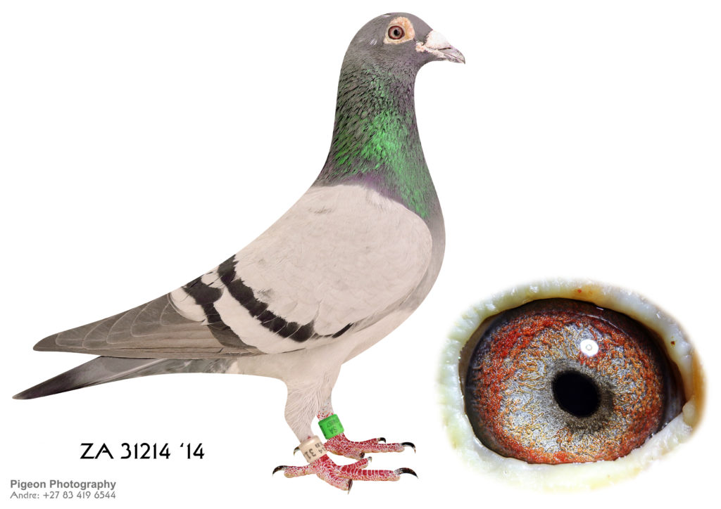 LOT 23 – Corrie Naude – ZA 31214 14 COCK – This is my no. 1 breeding Houben-Clausing cock. He is ...