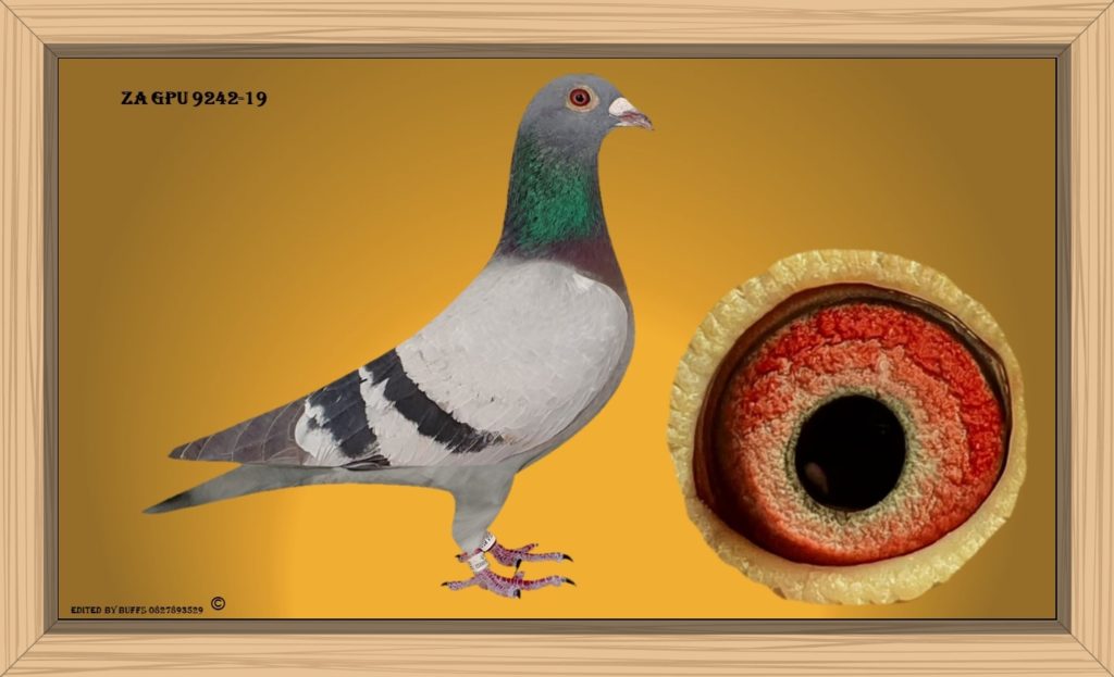 LOT 45 – Billy Kitchenbrand – 9242 ZA 19 GPU COCK – Father out of ...