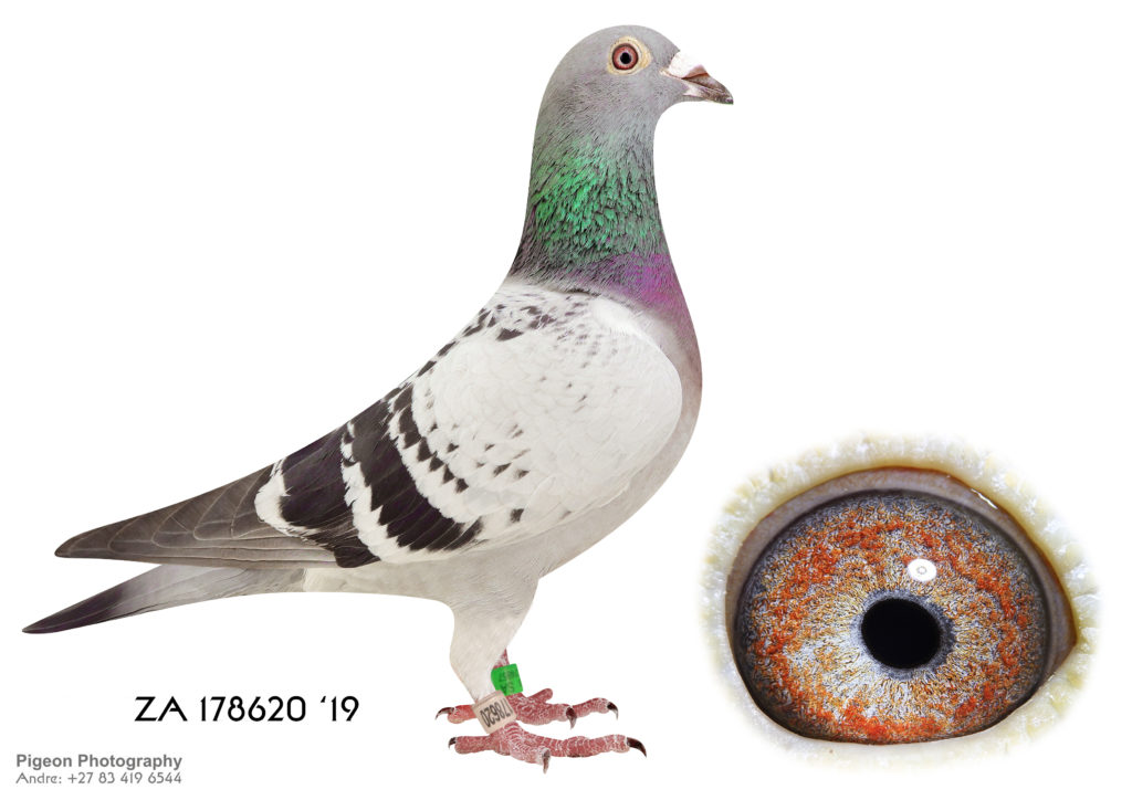 LOT 47 – Corrie Naude – ZA 178620 19 HEN – This BB inbred hen is bred ...