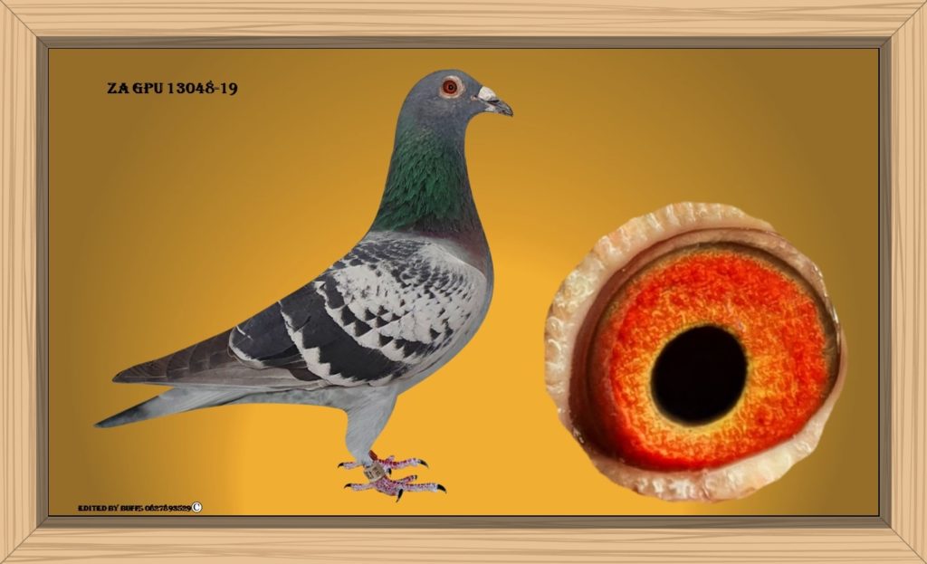 LOT 57 – Billy Kitchenbrand – 13048 ZA 19 GPU COCK – Father Sablon Cock ...