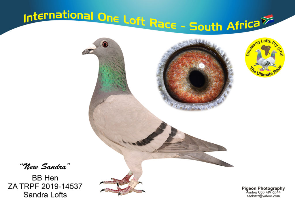 .LOT 1 – Dinokeng Lofts – ZA 2019 180298 LITTLE NANCY HEN – STRAIN: VANDENABEELE SIRE: Alias ...