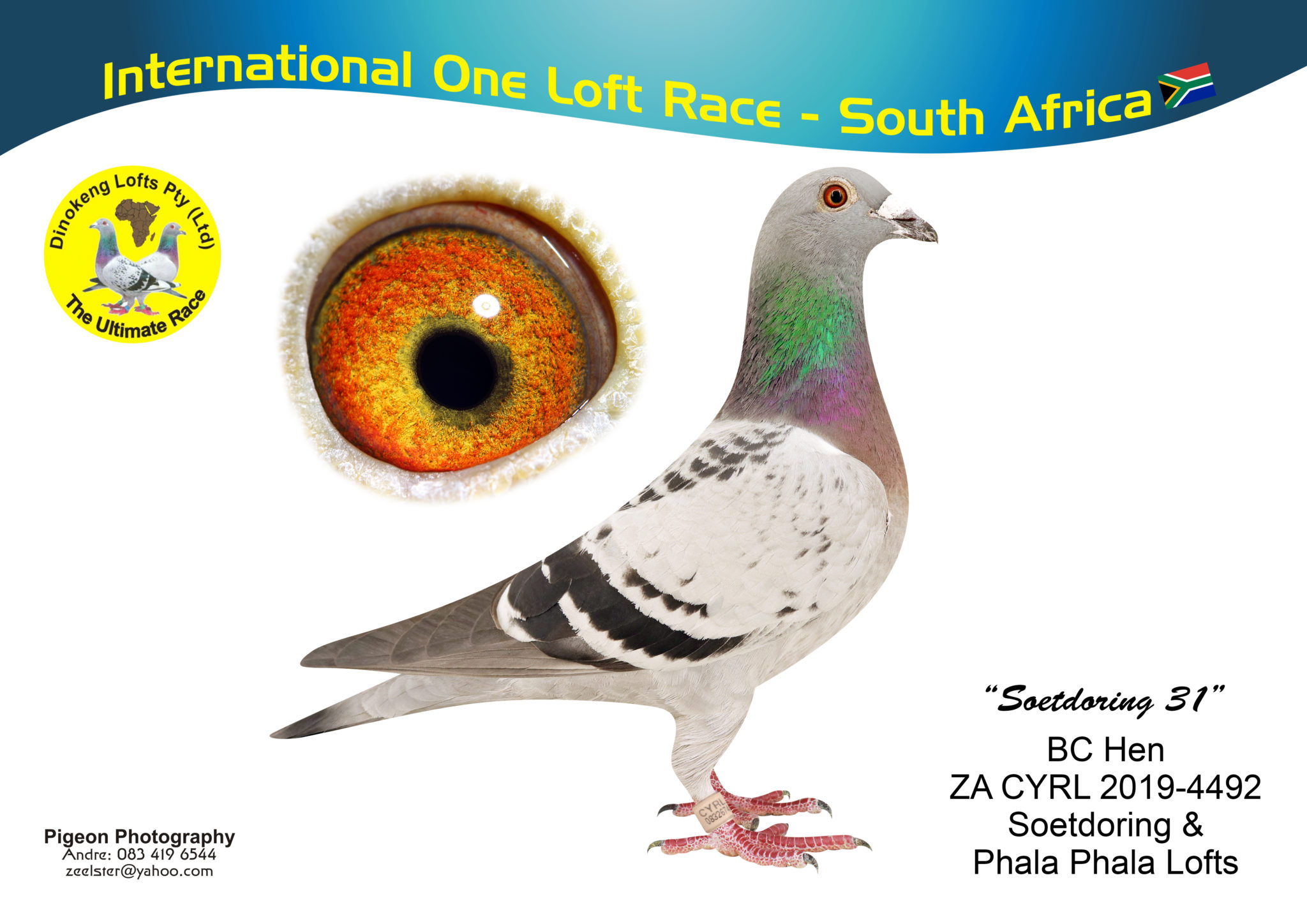 LOT 23 – Dinokeng Lofts – ZA CYRL 2019 4492 SOETDORING 31 HEN – SIRE: ‘Br. Soetdoring Elfie’ ZA ...