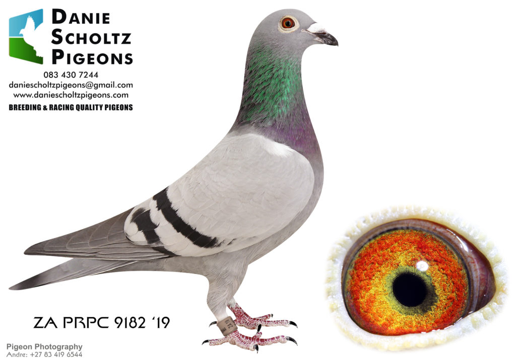 LOT 31 – Danie Scholtz – ZA PRPC 9182 19 HEN – Bred by Alwyn Bester ...