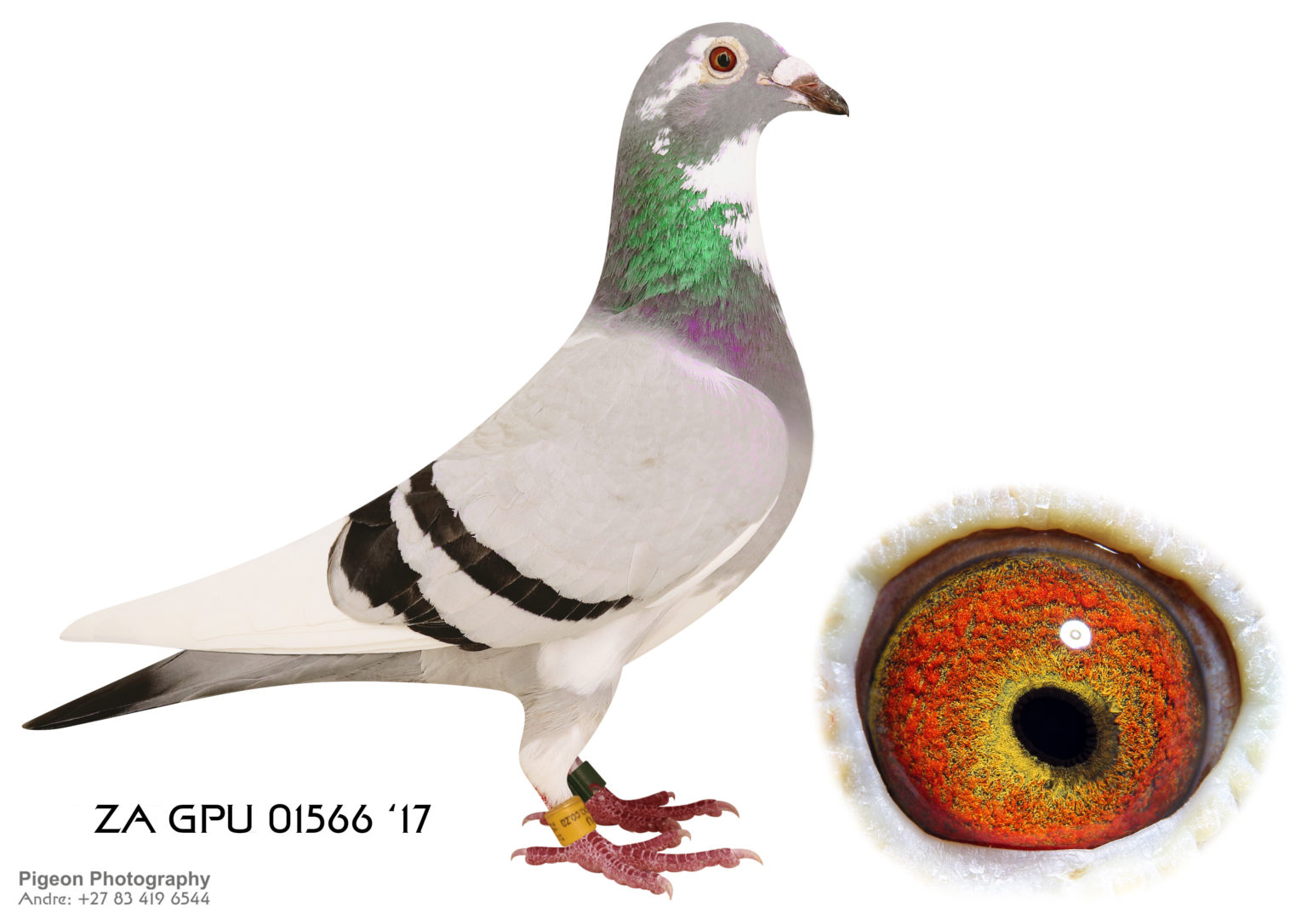 LOT 78 – Corrie Naude – ZA GPU 01566 17 HEN – This hen won Noupoort in 2019. She is a very tame ...