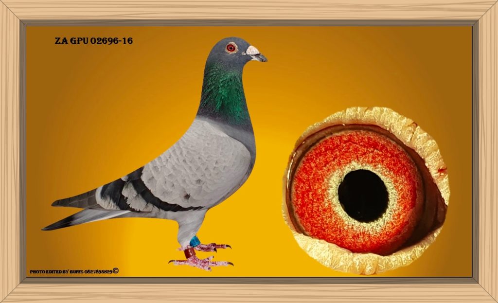 CLOSED A2 ACTIVE AUCTION – BILLY KITCHENBRAND – BENCHMARK AUCTION 5 ...