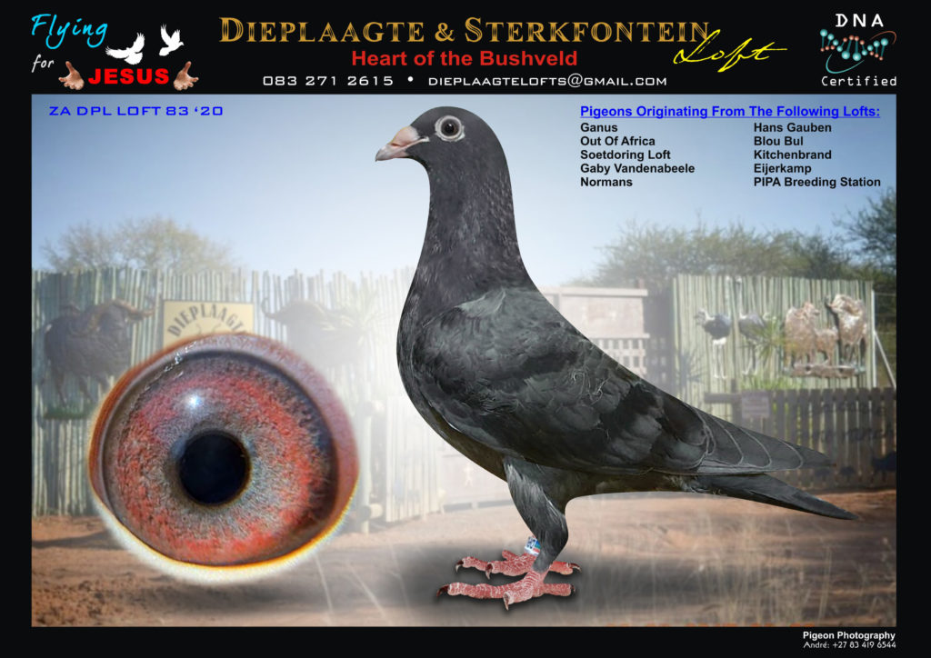 CLOSED A29 ACTIVE AUCTION – DIEPLAAGTE & STERKFONTEIN – 29 JANUARY 2021 end 3 FEBUARY 2021 (20:00)