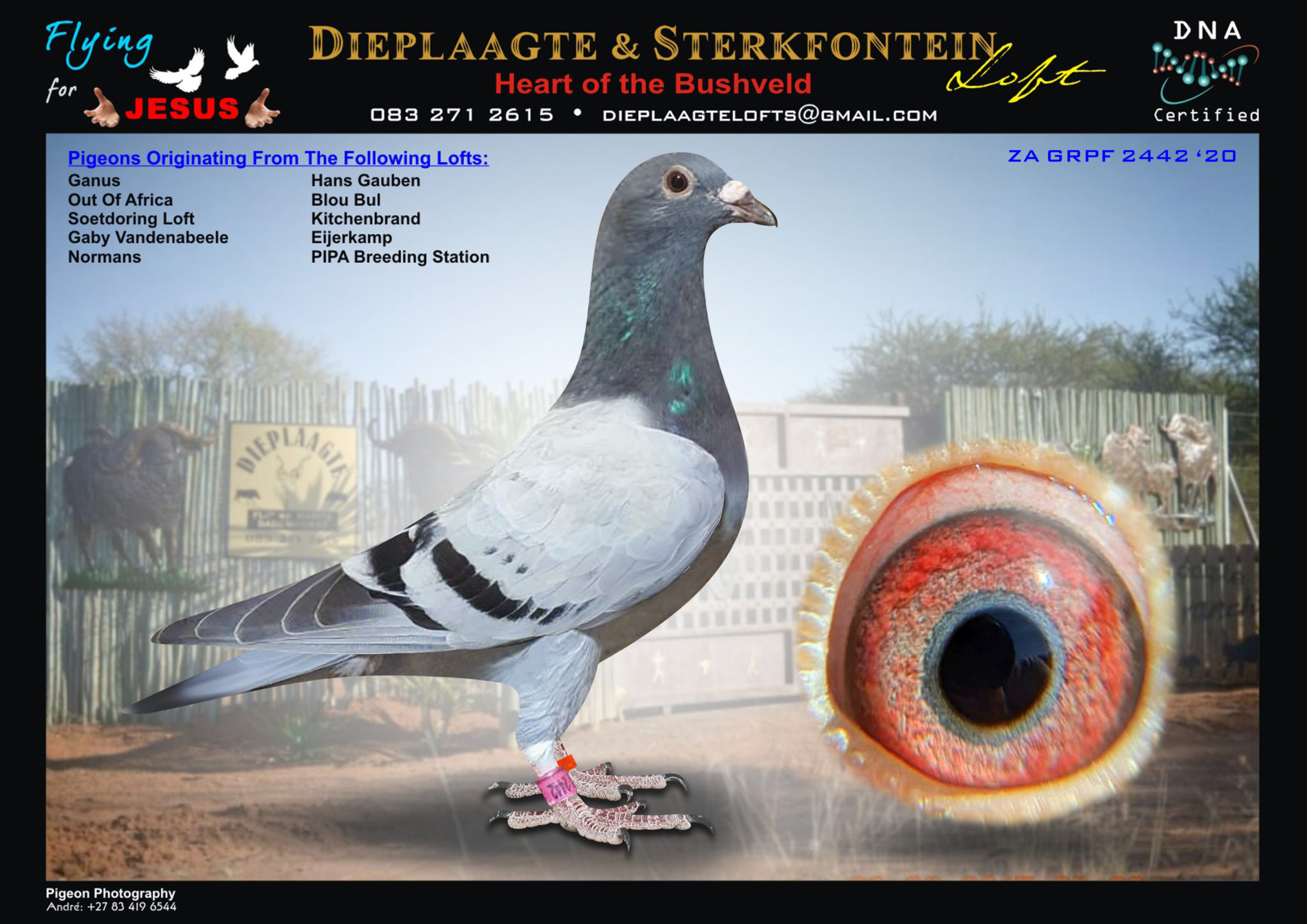 CLOSED A29 ACTIVE AUCTION – DIEPLAAGTE & STERKFONTEIN – 29 JANUARY 2021 end 3 FEBUARY 2021 (20:00)