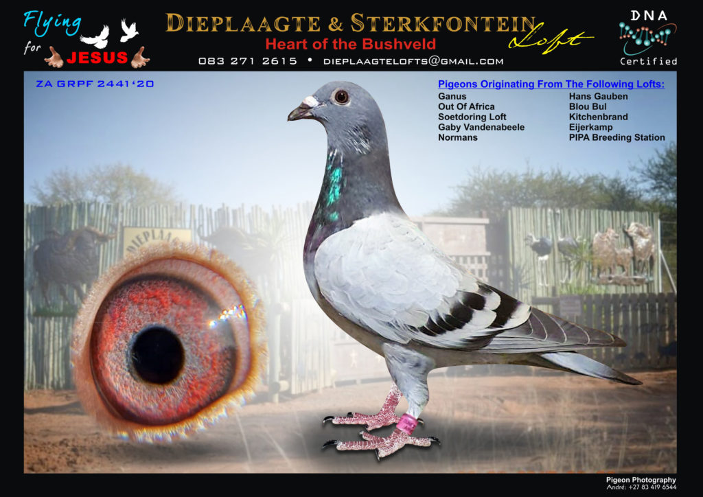 CLOSED A29 ACTIVE AUCTION – DIEPLAAGTE & STERKFONTEIN – 29 JANUARY 2021 end 3 FEBUARY 2021 (20:00)