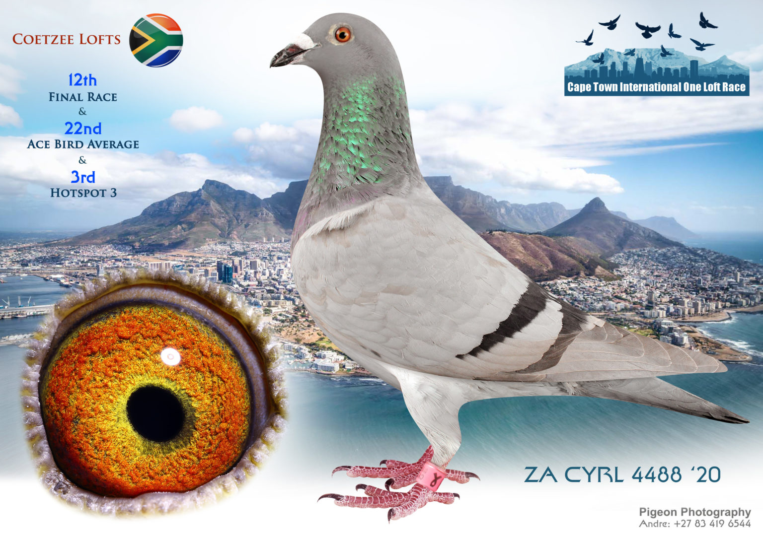 LOT 12 – ZA CYRL 4488 ’20 BB Hen – COETZEE LOFTS – World famous GASTON ...