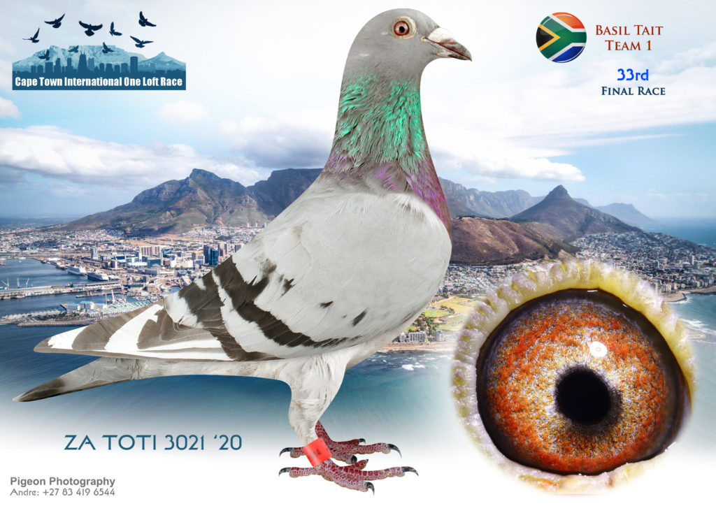 LOT 33 – CTIOL – ZA TOTI 20 3021 – BASIL TAIT – ZA – BBPD COCK – 33rd ...