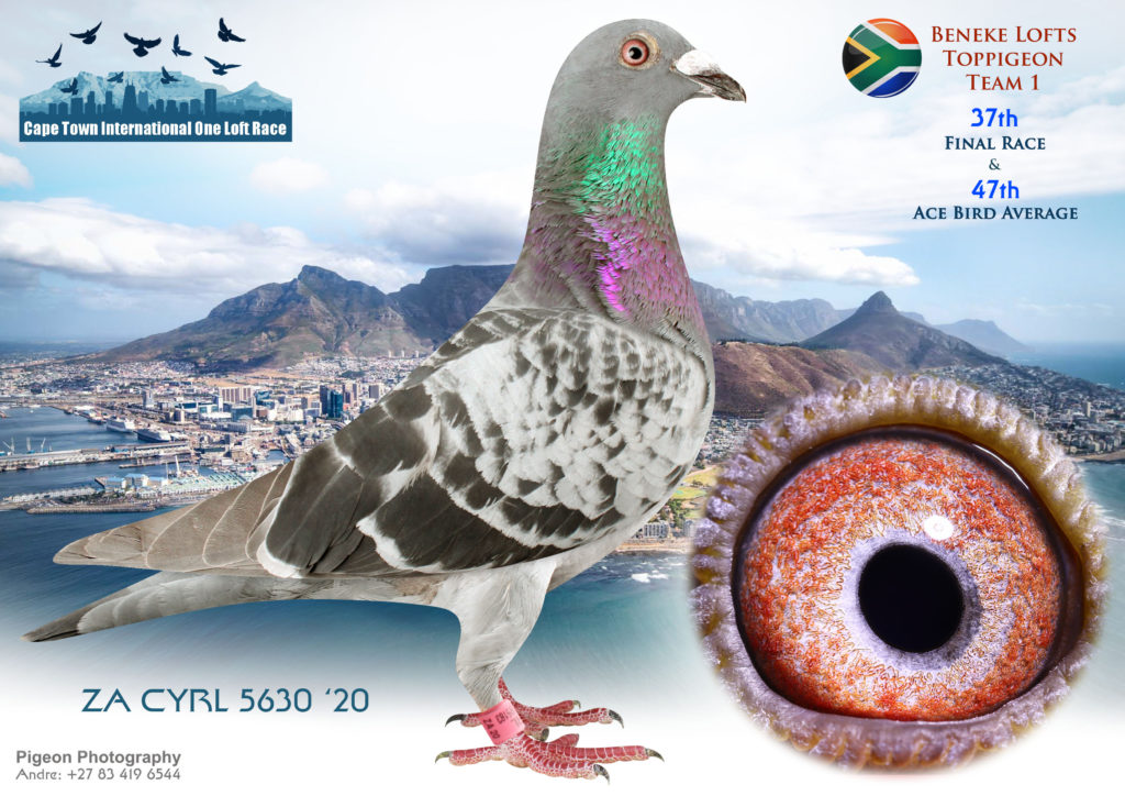 LOT 46 BENEKE LOFTS AUCTION 2 -ZA CYRL 20 5630 Check COCK — 37th Final & 47th Ace Bird Ave Cape ...