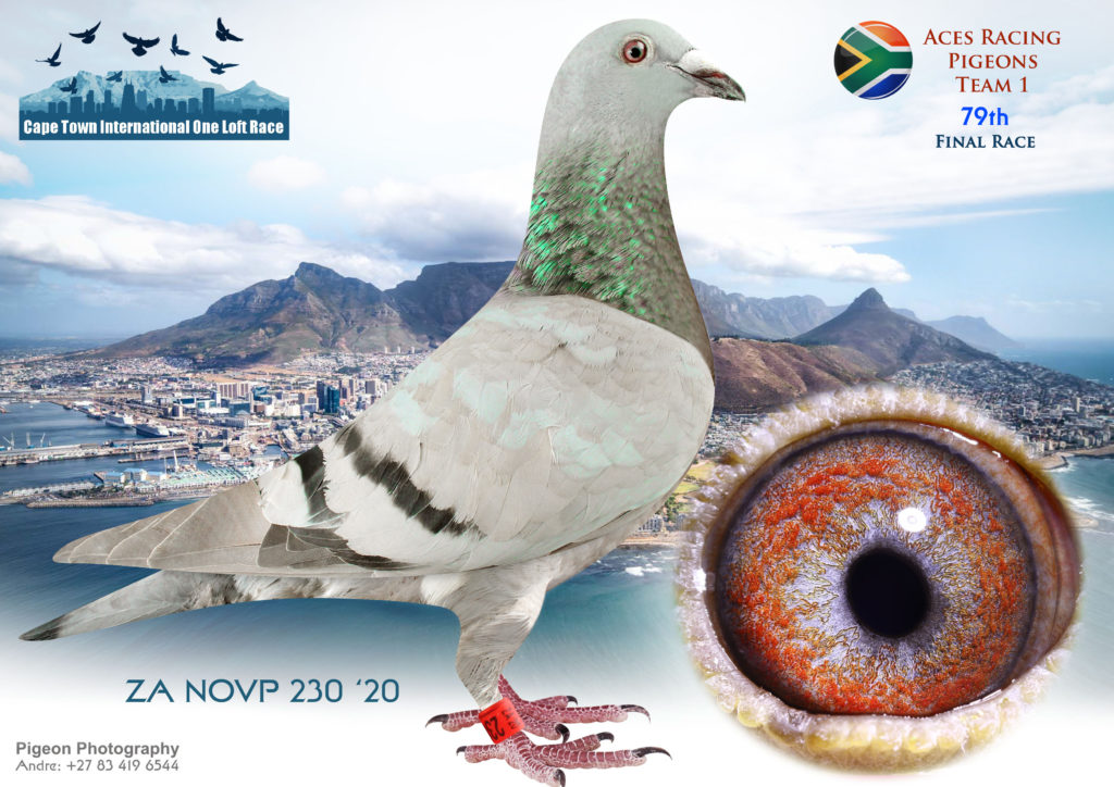 .LOT 5 TOP PIGEON END AUGUST –- ZA NOVP 20 230 – BB COCK – BEST KITTEL ...