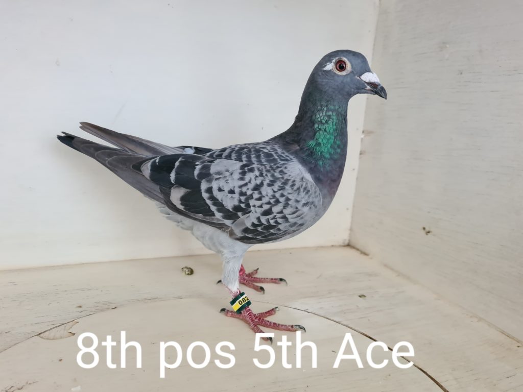 .LOT 8 – Carnival Lofts – Dieplaagte Sterkfontein & Stratus Lofts – ZA-2020-GRPF-2113 HEN – 2020 ...