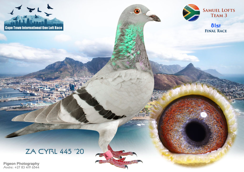 LOT 81 – CTIOL – ZA CYRL 20 445 – SAMUEL LOFTS – ZA – BB COCK -Cape Town Int race 2021 Samuel ...